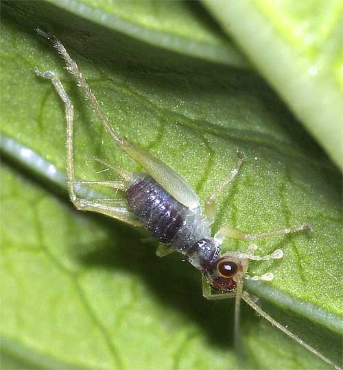 ウスグモスズの若齢幼虫 我が家の庭の生き物たち 都内の小さな庭で 楽天ブログ