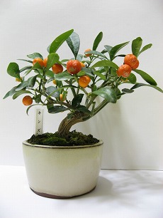 キンズ 実を取りました | 素人の小品盆栽備忘録 - 楽天ブログ キンズ 実を取りました | 素人の小品盆栽備忘録 - 楽天ブログ