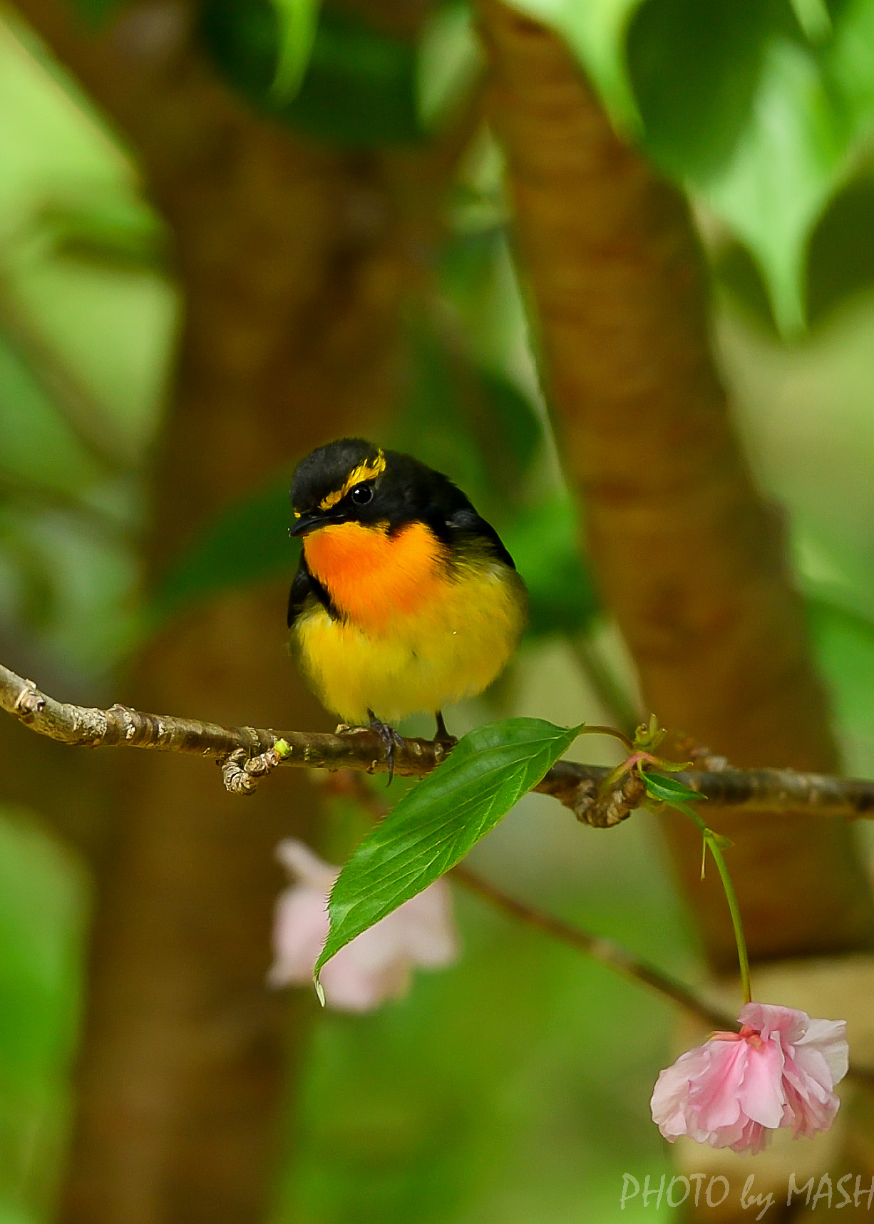 日本三鳴鳥＆おススメ鳴鳥 Best 3 songbirds in Japan & another nice songbirds I ...