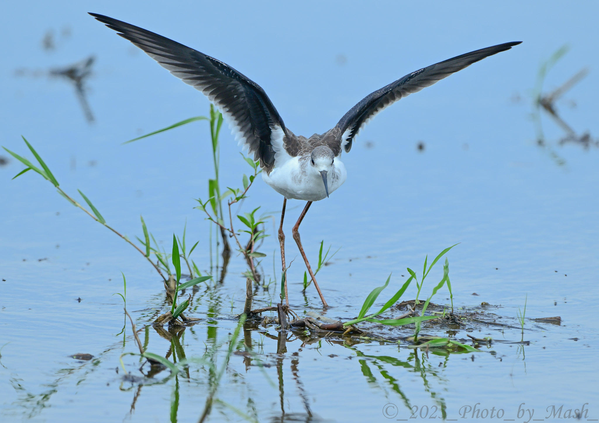 渡るもの 留まるもの Migratory birds or Sedentary birds | 鳥撮り夫婦の 野鳥 写真 ブログ ( Bird ...