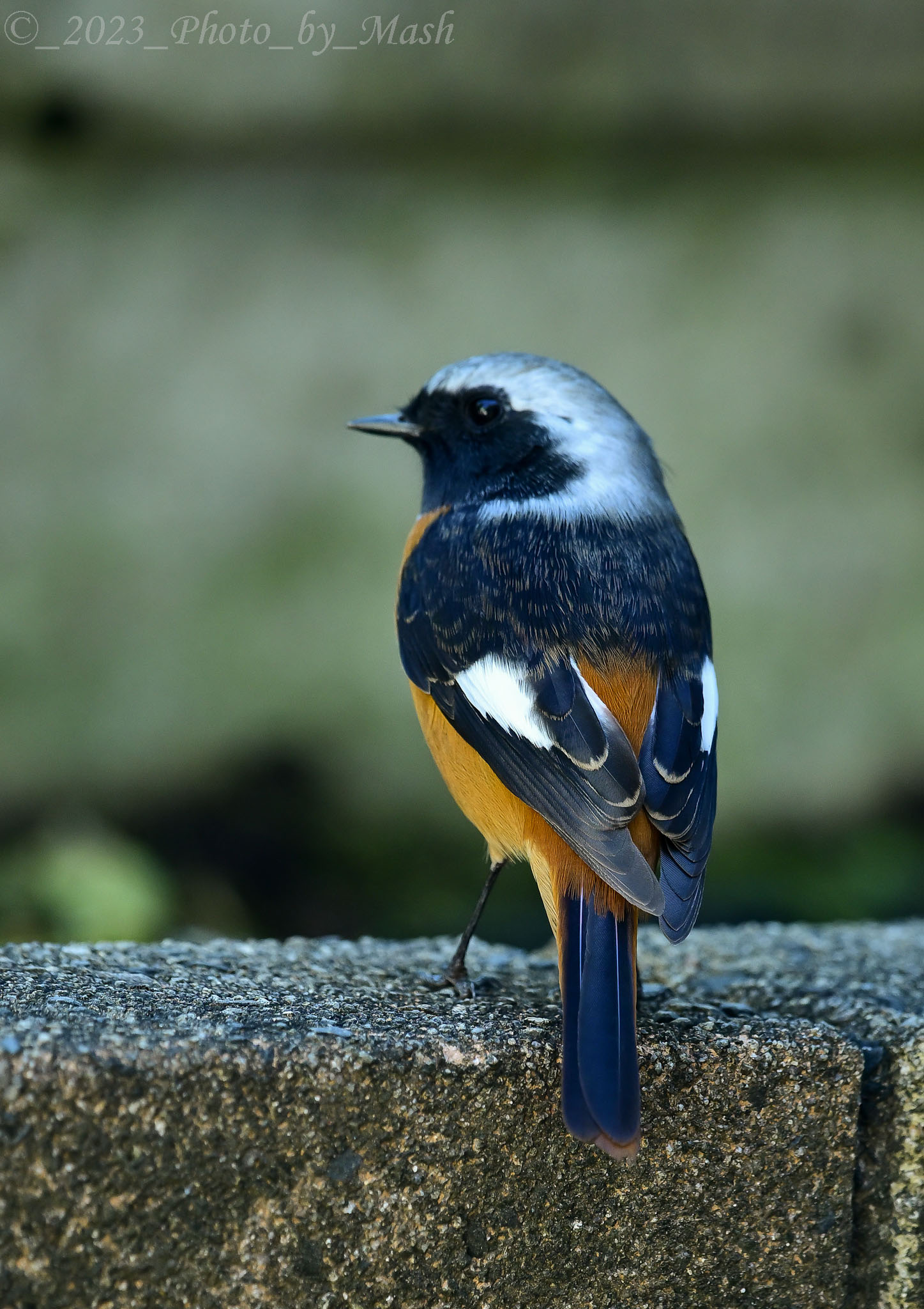 ジョビ男日和+オマケ Perfect day for jobio & bonus | 鳥撮り夫婦の 野鳥 写真 ブログ ( Bird ...