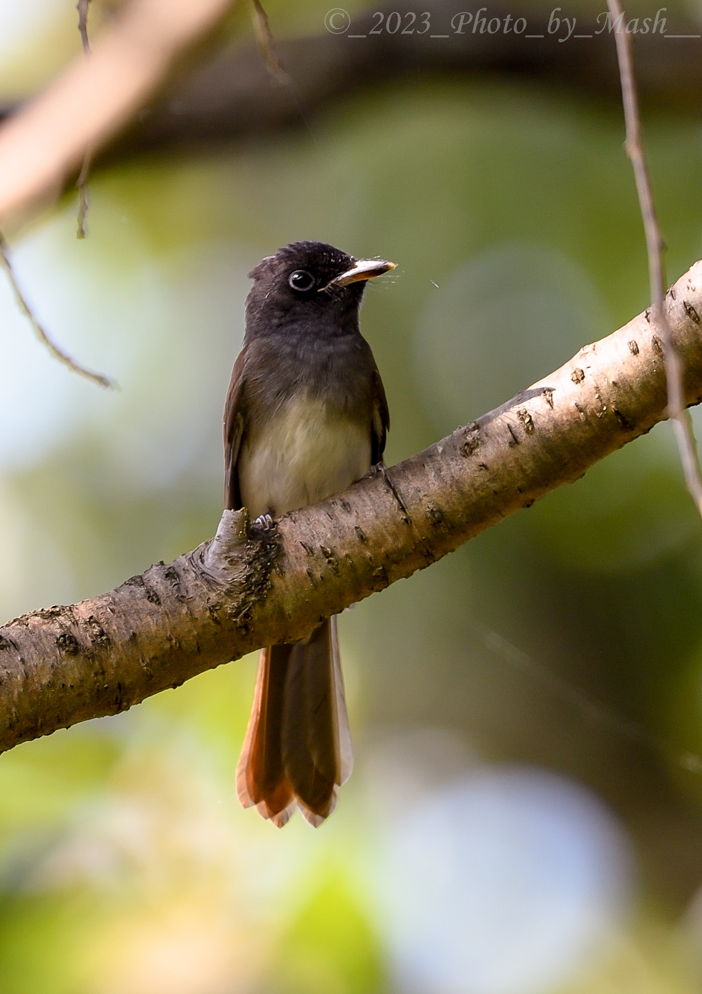 渡るもの 留まるもの Migratory birds or Sedentary birds | 鳥撮り夫婦の 野鳥 写真 ブログ ( Bird ...