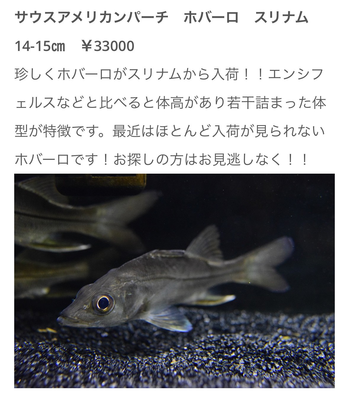 ファットスヌーク（Centropomus parallelus） | フレッシュでブラキッシュな採集人 - 楽天ブログ