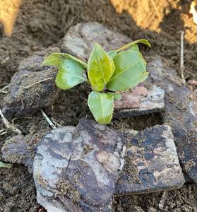 今週の畑 新しく植え付けました | るうるう★のつぶやき - 楽天ブログ