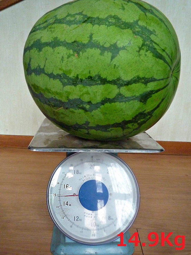 スイカ収穫・14.9Kgの巨大スイカで今年も勝利 | じじくさい電気屋のブログ - 楽天ブログ