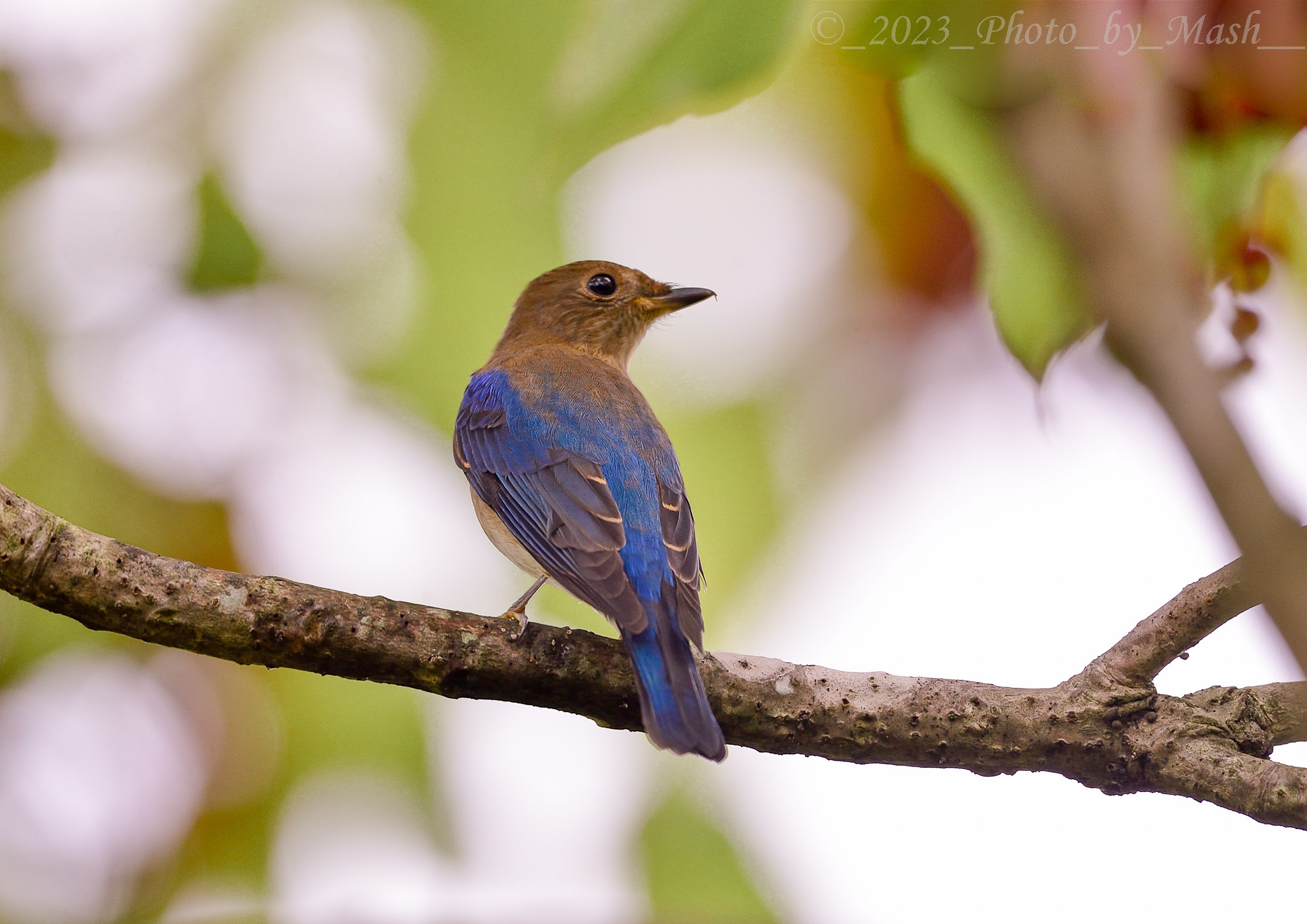渡るもの 留まるもの Migratory birds or Sedentary birds | 鳥撮り夫婦の 野鳥 写真 ブログ ( Bird ...