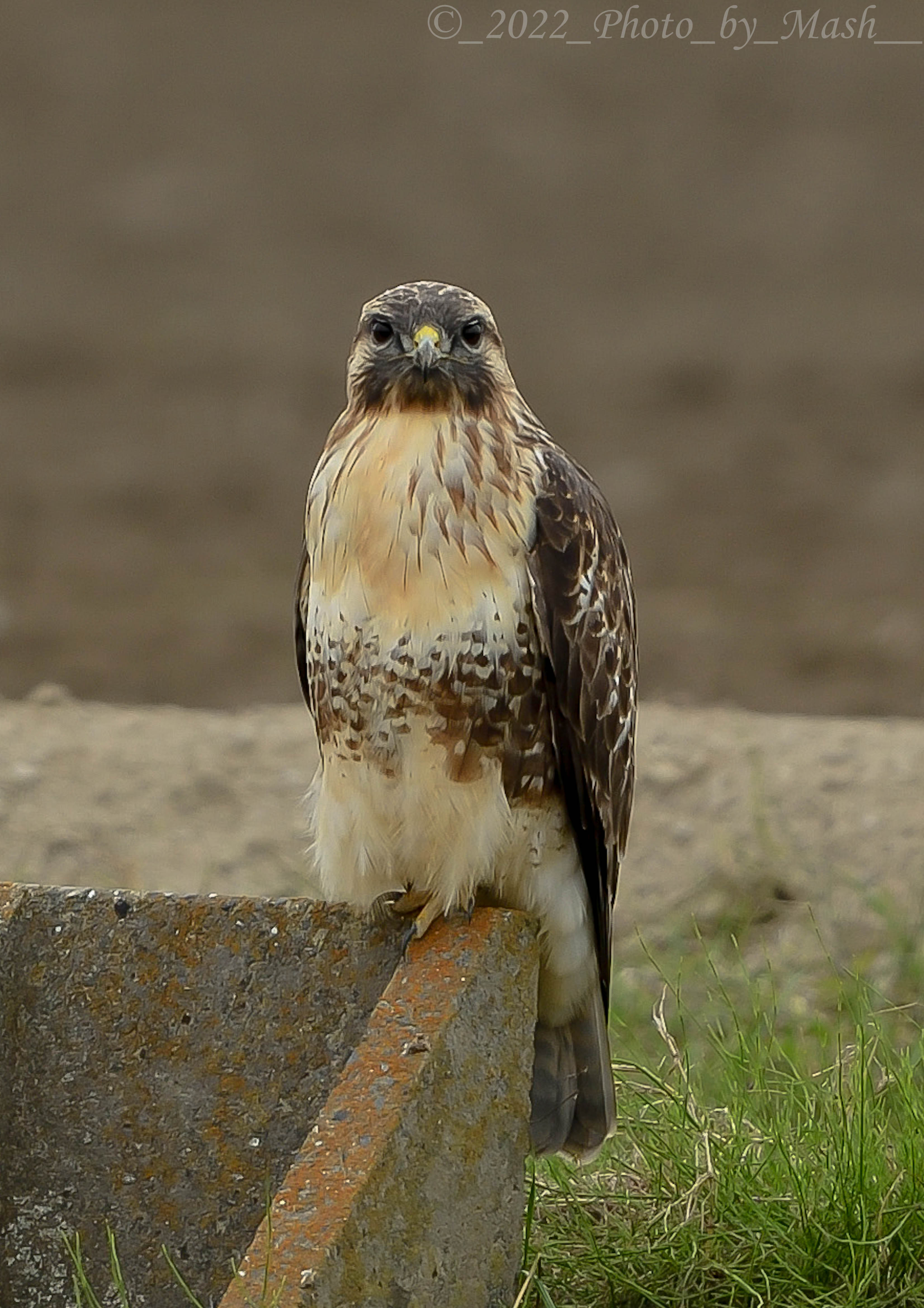 ノスリ Eastern Buzzard | 鳥撮り夫婦の 野鳥 写真 ブログ ( Bird Photo & Blog by Birder ...