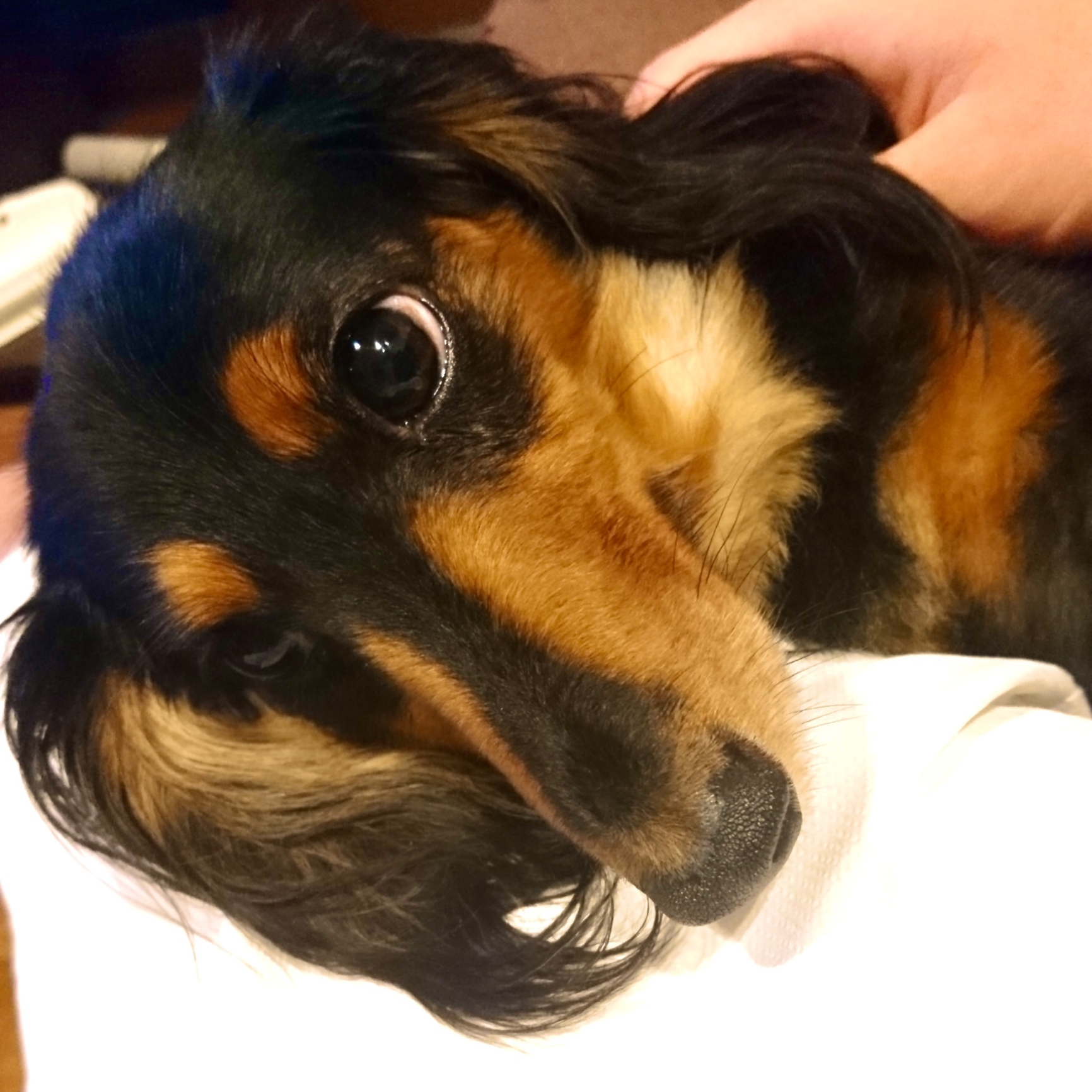 AKI_369 🐶 購入感謝です のROOM - 欲しい! に出会える。