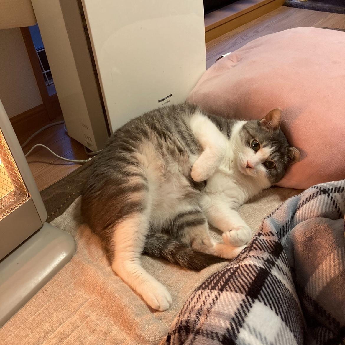 HIRO room🍴💄🐈のROOM - 欲しい! に出会える。