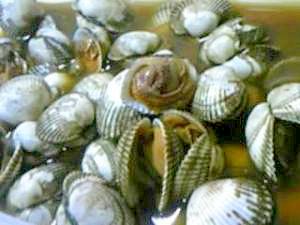 ふっくらしてやわらか海の味　☆赤貝の煮つけ☆