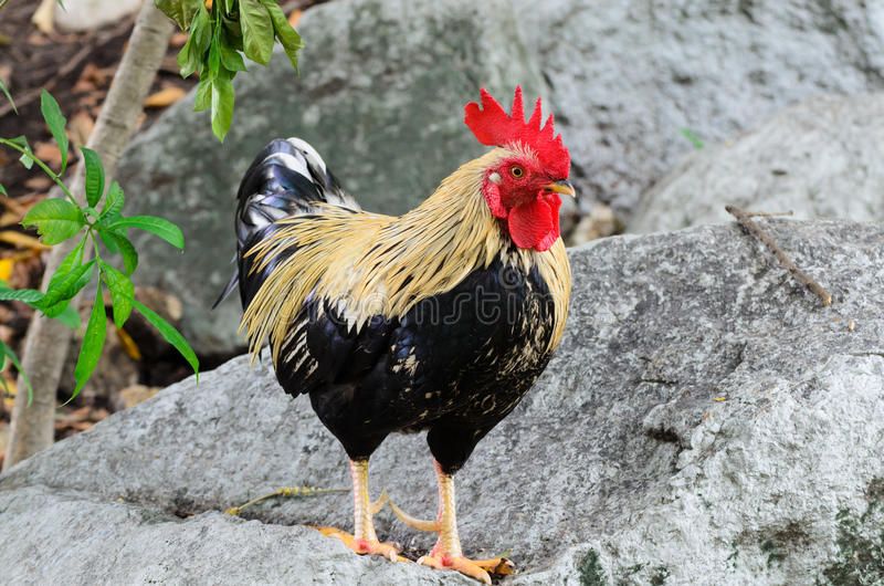 Bandar Sabung Ayam S128 Filipinaのブログ - 楽天ブログ
