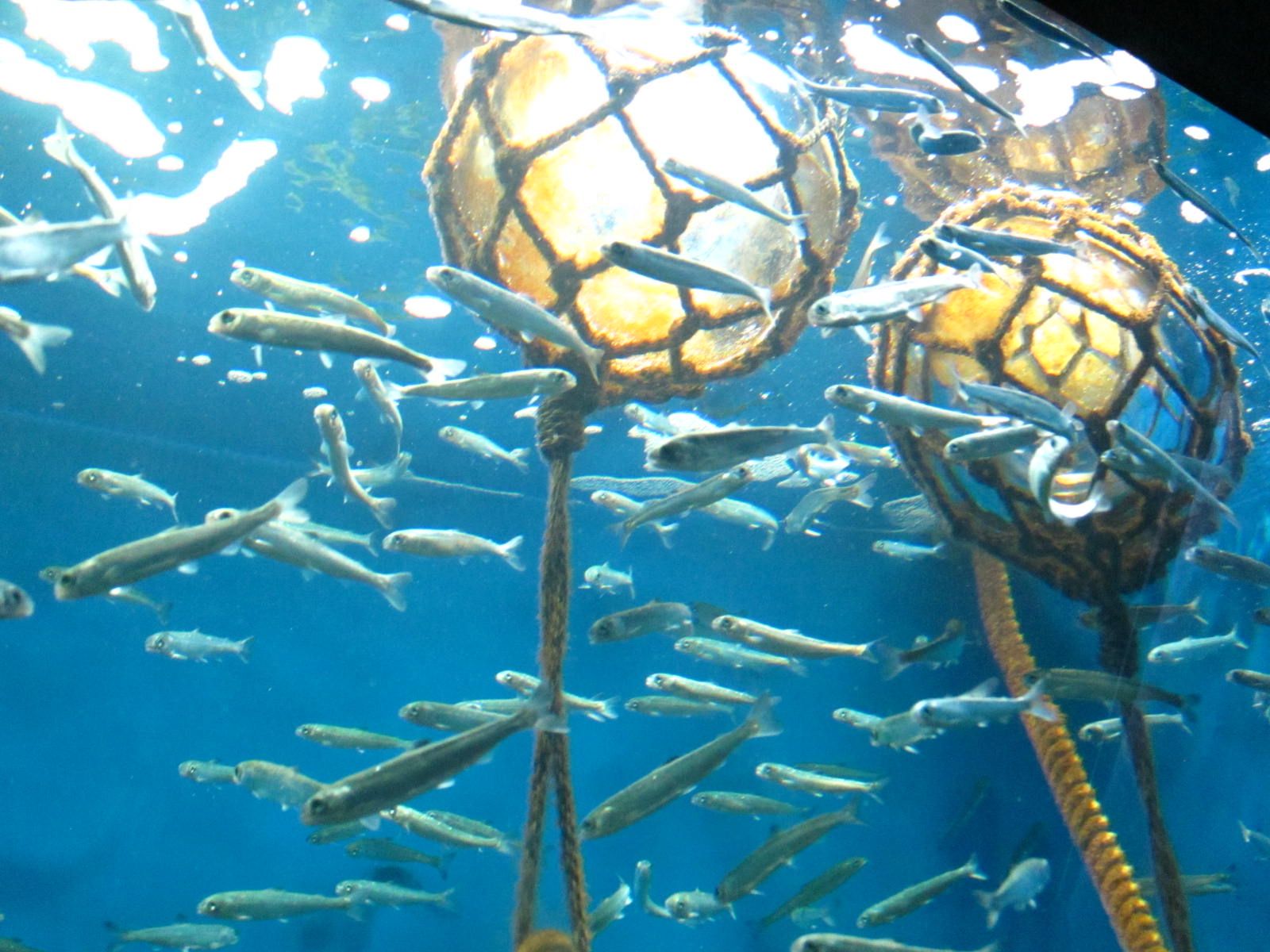 サンドと米 | ★濱のそよ風★ - 楽天ブログ