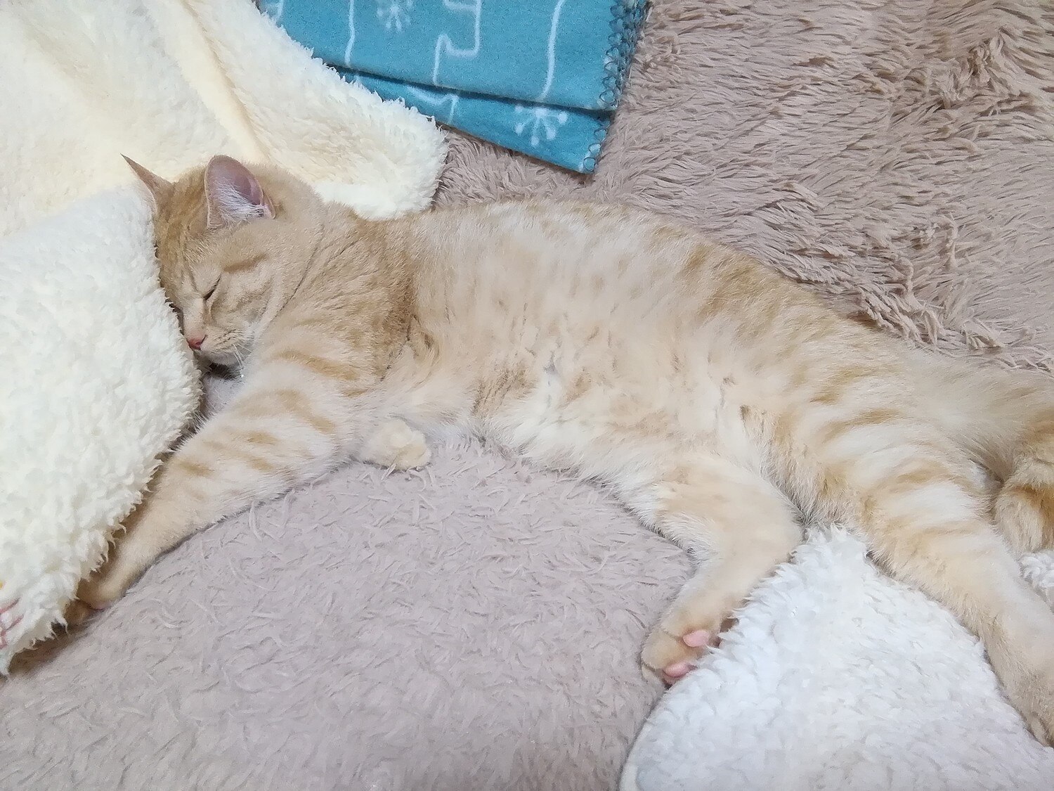 【楽天市場】gather ギャザー キャット フリーエーカー 454g 猫用 (52734)(猫用品のゴロにゃん 楽天市場店) | みんなのレビュー・口コミ