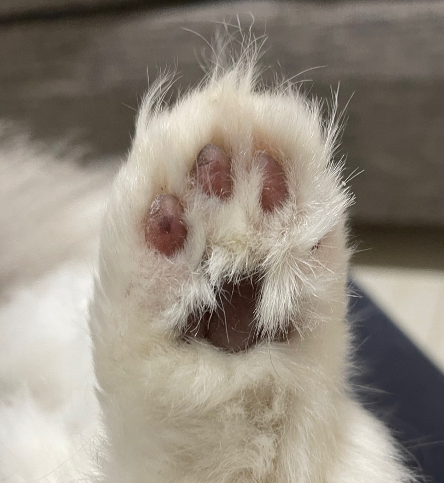 【楽天市場】Pateker ミニバリカン 犬 猫 最新ペット用バリカン 肉球 部分カット LED付き 電動 バリカン USB充電 足裏 耳裏 顔周り お尻周り 自宅トリミング 犬用バリカン ...