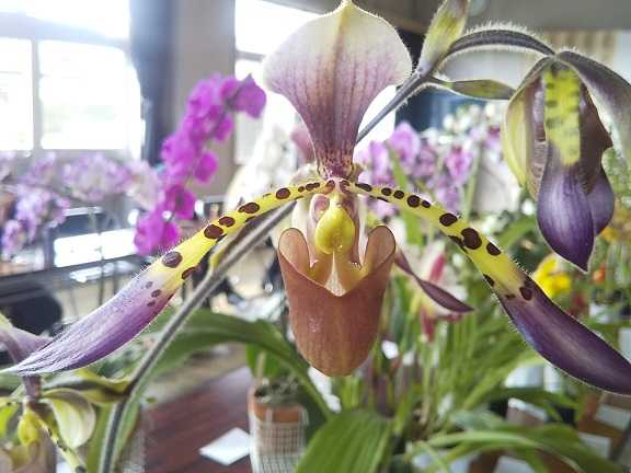 洋らんクラブ2月例会 | ラン好きのページ - 楽天ブログ