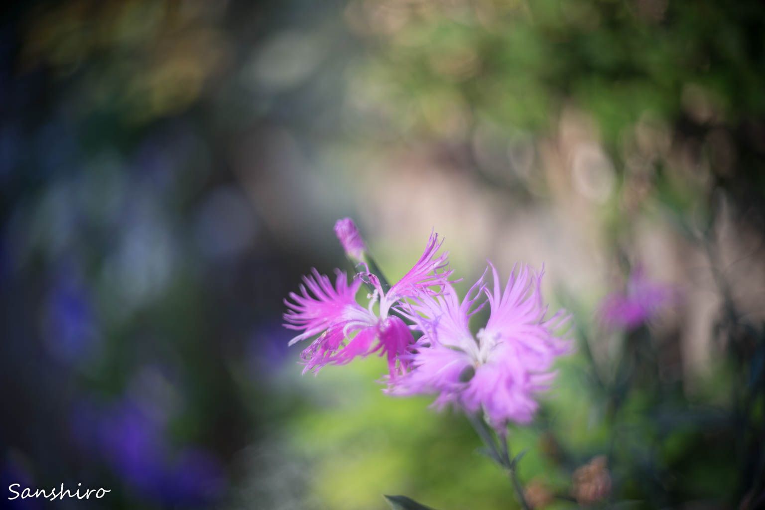 KMZ HELIOS-33 2/35 | オールドレンズ写真館