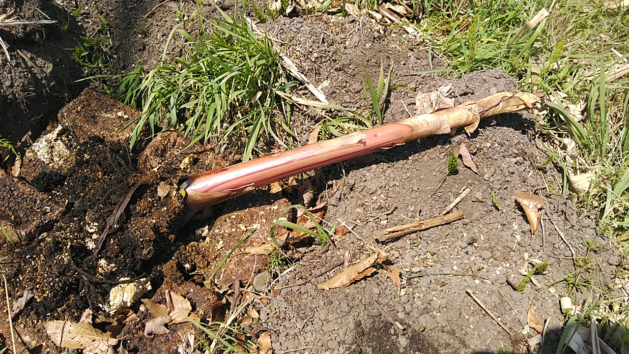 スキゾ逃農記 至善農園精舎 知足 離欲 精進編 | junbenのブログ - 楽天ブログ