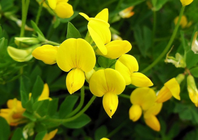 黄色の元気なマメ科のお花 ♪ | ジュラのお散歩花日記 - 楽天ブログ