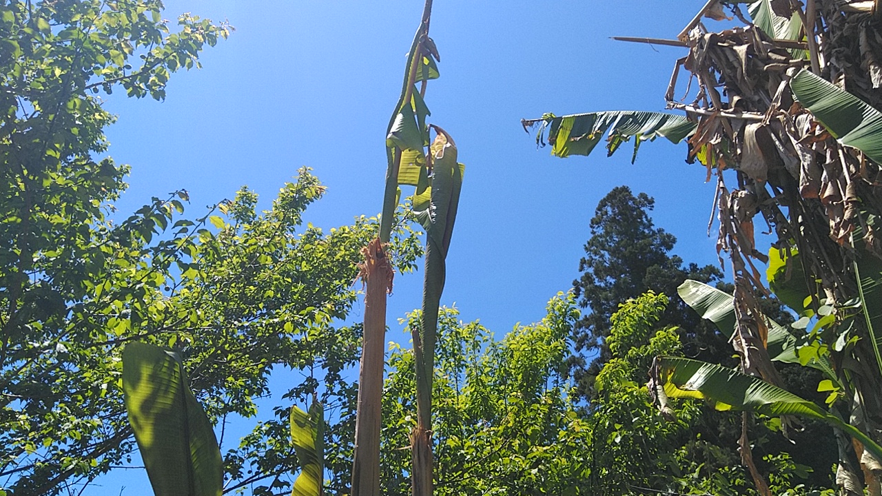 スキゾ逃農記 至善農園精舎 知足 離欲 精進編 | junbenのブログ - 楽天ブログ