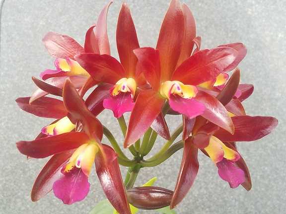 Ctt.チョコレート・ドロップ'コダマ、Epi.キャンディー・バレイ‘キャンディー・オレンジ’ | ラン好きのページ - 楽天ブログ