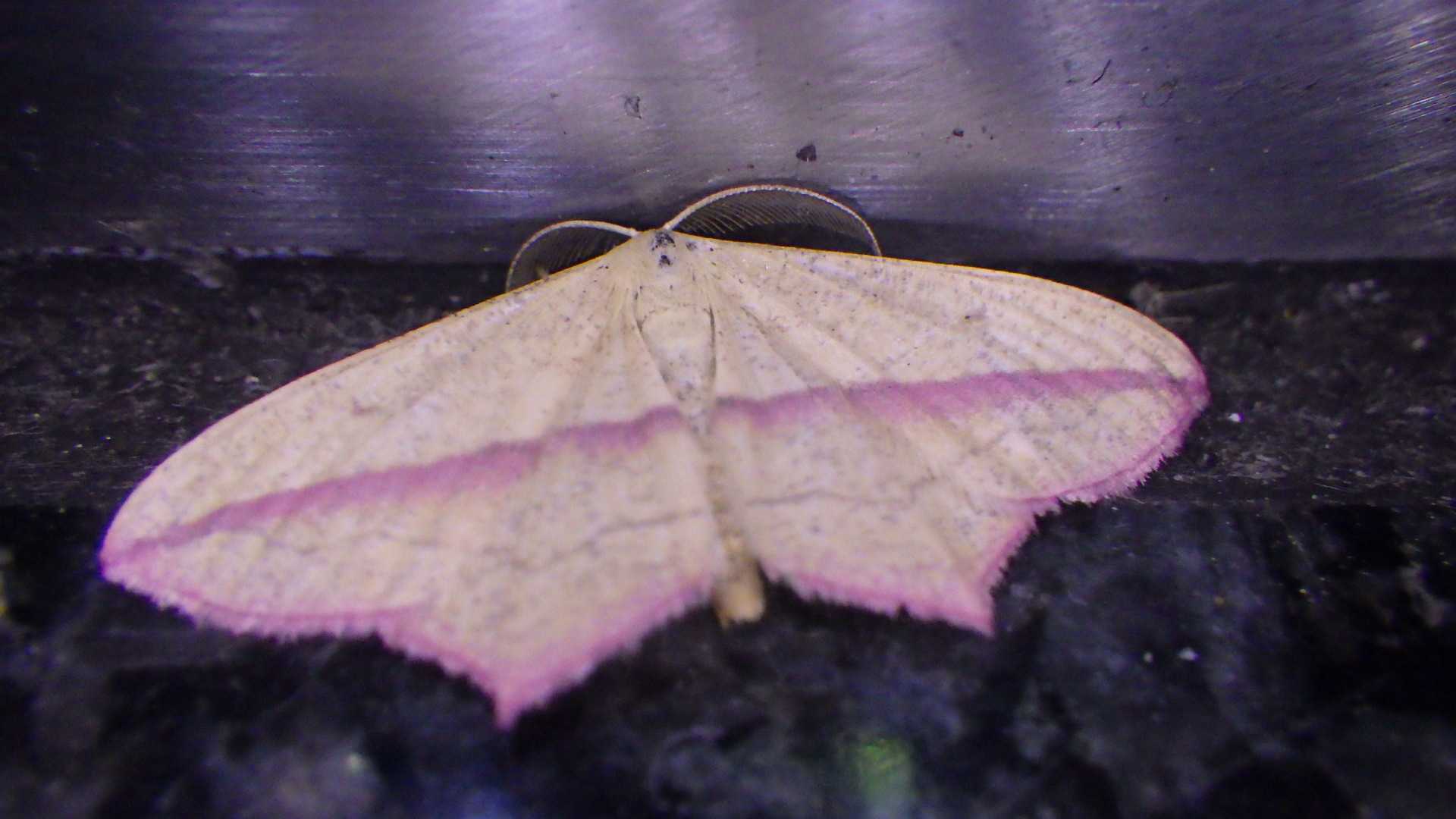 ベニスジヒメシャク | ELFIN'S NOTE - 楽天ブログ