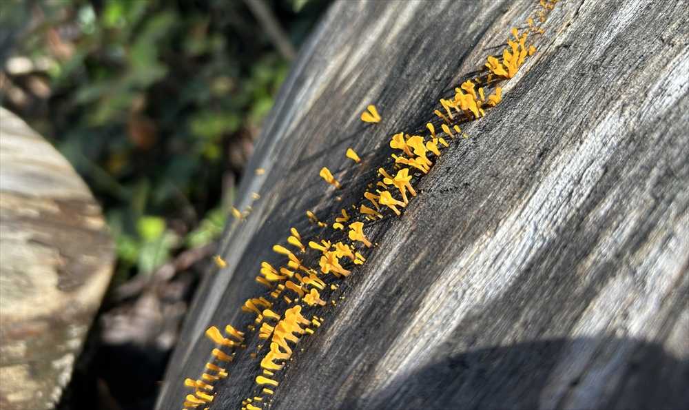 一年ぶりに山歩きをしてきました。 | 独学の道 Ⅱ(標語)自分で自分を変えることは、到底無理なことかもしれないが、それに望む気持ちの自力論は ...