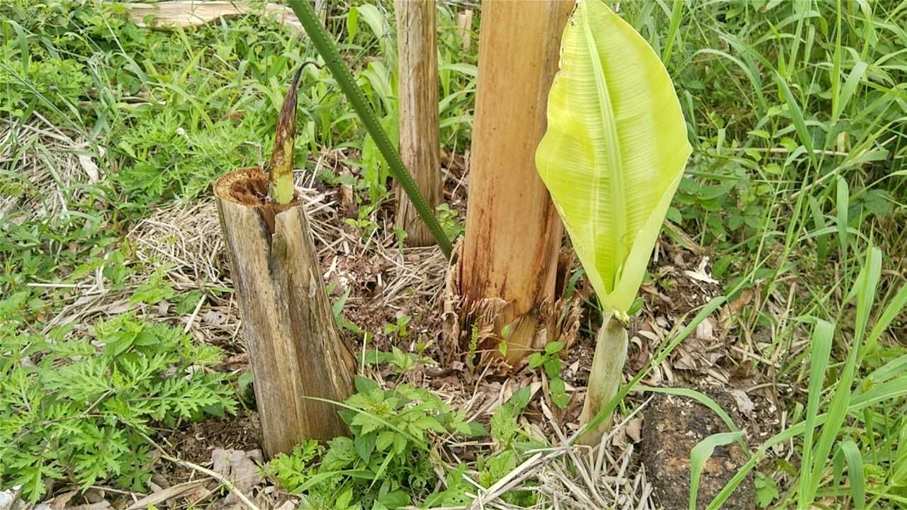 スキゾ逃農記 至善農園精舎 知足 離欲 精進編 | junbenのブログ - 楽天ブログ