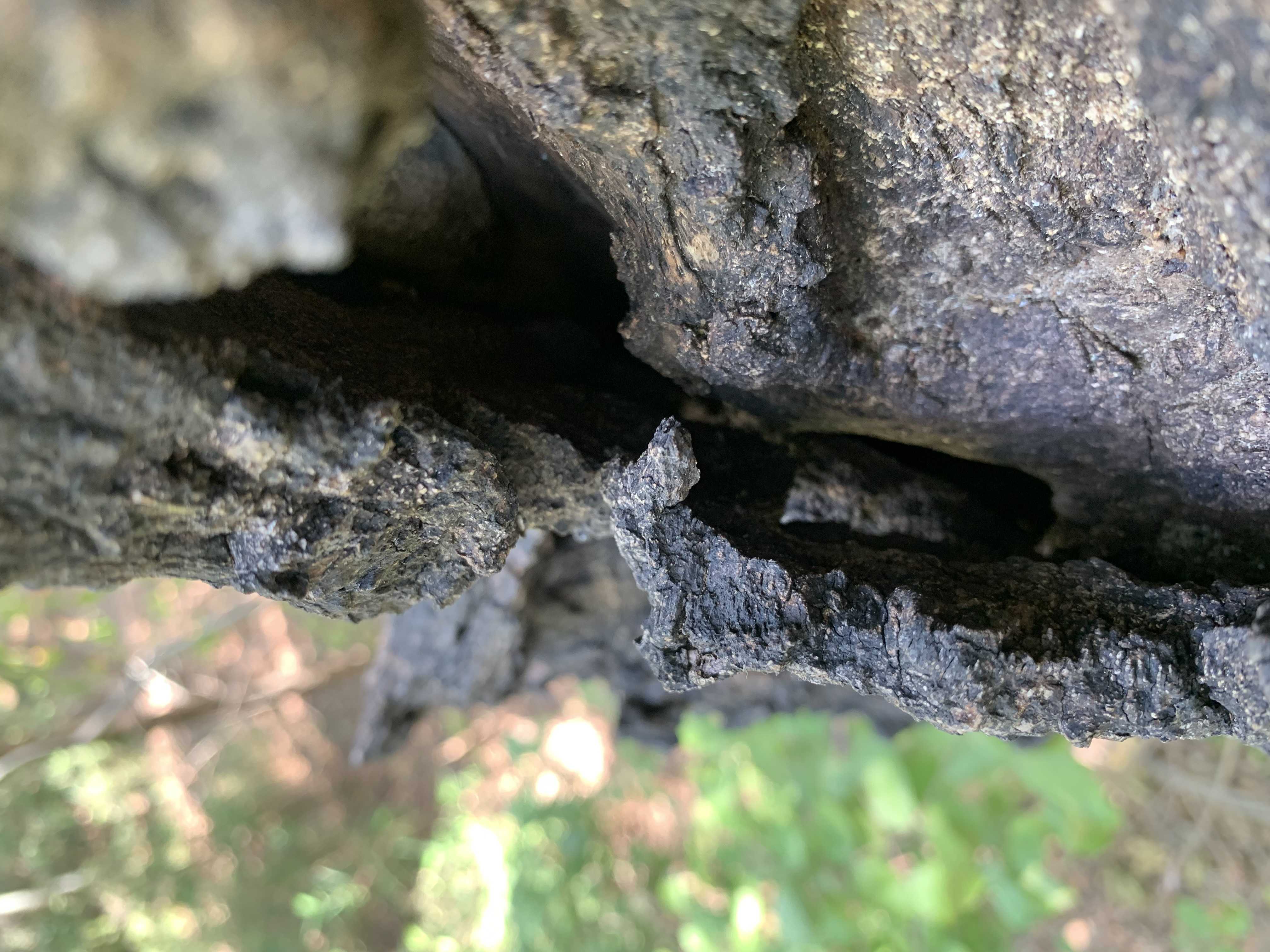 埼玉県へ樹液採集 | bayashiの日常 - 楽天ブログ