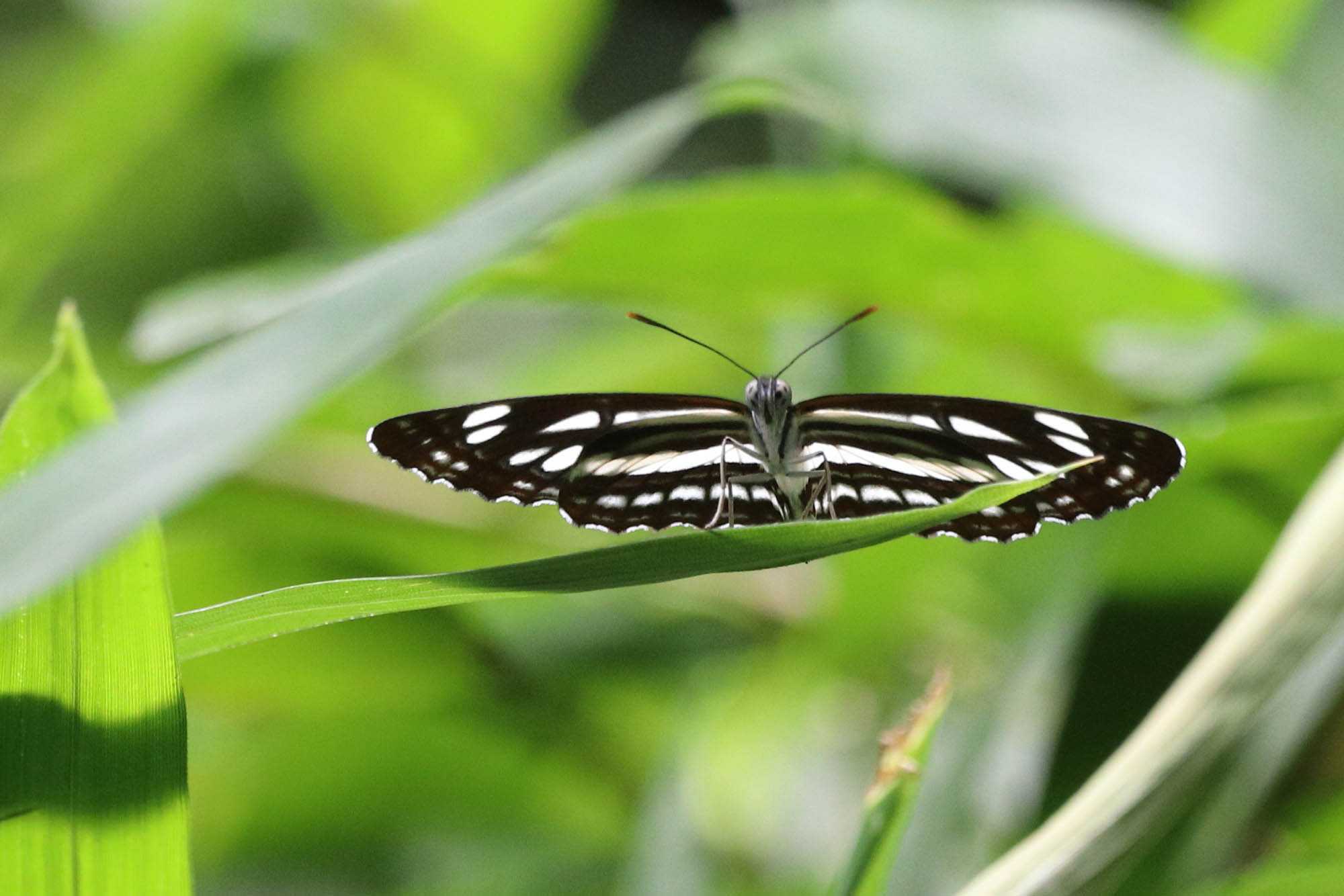 高所薄雲多数 蒸し暑いです | 鳥撮りの日々 - 楽天ブログ