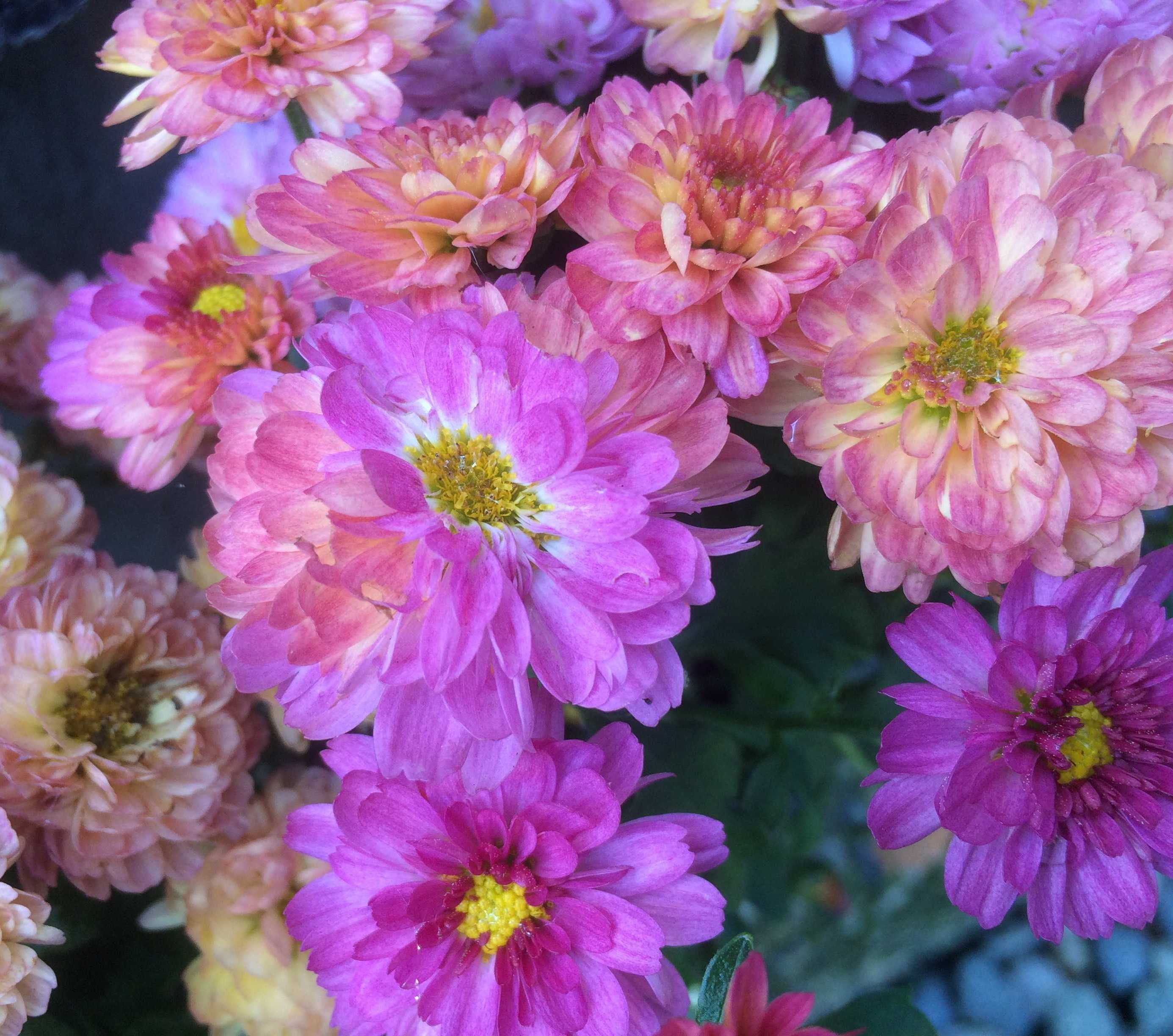 Chimera flowers of Chrysanthemum x morifolium | TK'S NOVELTY PLANTS - 楽天ブログ