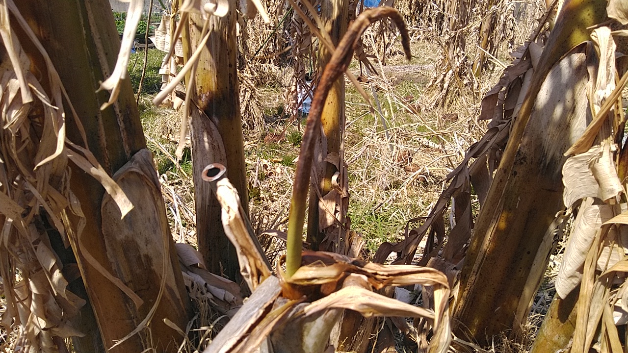 スキゾ逃農記 至善農園精舎 知足 離欲 精進編 | junbenのブログ - 楽天ブログ