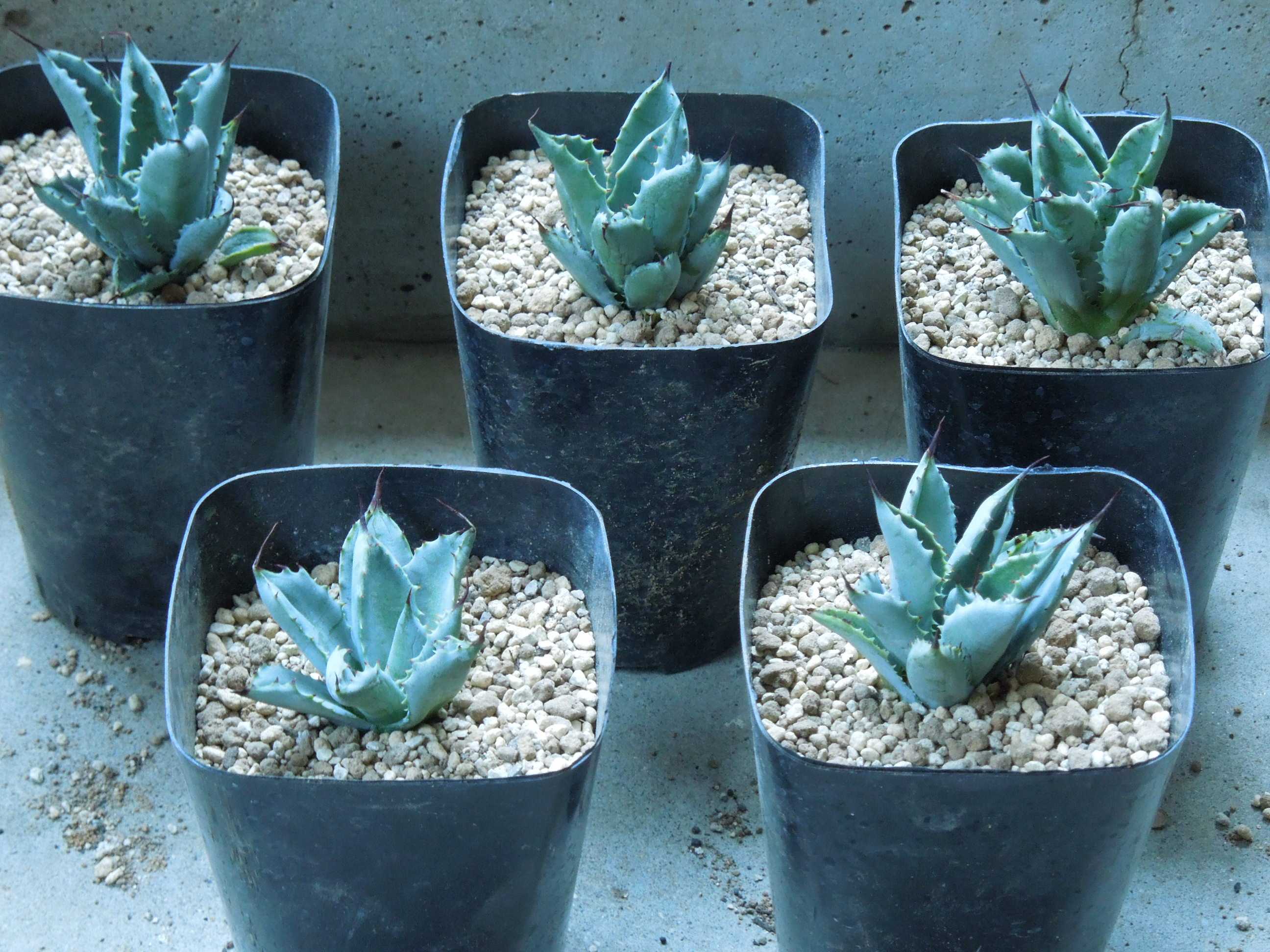 アガベ･八荒雷神 | 小平太1098のブログ - 楽天ブログ