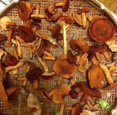 似ている | Marine6095のブログ - 楽天ブログ