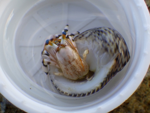 19ページ目の[ 磯採集’ ] | 海水魚が好き！ - 楽天ブログ