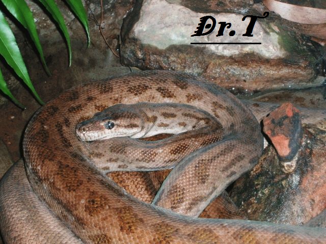 Morelia oenpelliensis オーエンペリーパイソン | Dr.Tの徒然なるままに Copyright (C) 2008-たっ ...