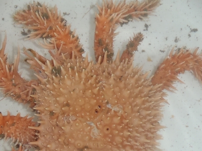 イガグリガニ（Paralomis hystrix）さんの脱皮 | 海水魚が好き！ - 楽天ブログ