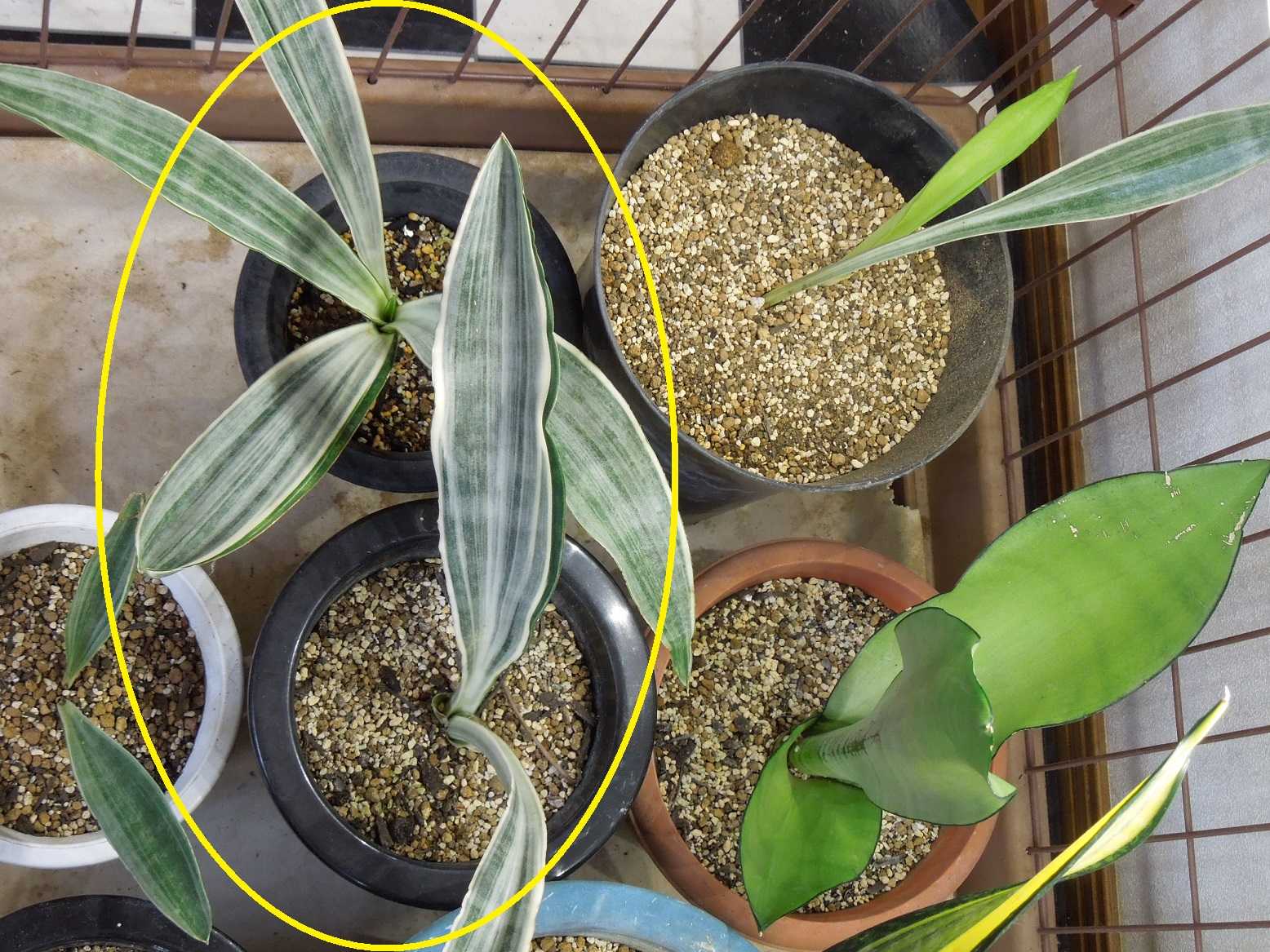 サンスベリア･バンテルス･センセーションとグイネンシ･スマノリン(Sansevieria Trifasciata 'Bantel's Sensation' , Guineensis ...