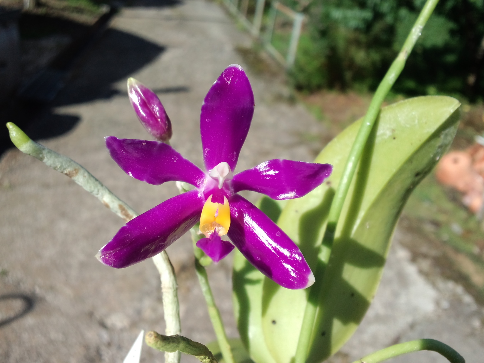 Phal.pulchra 、Masd.Machu Picchu 、Acn.chrysantha | ラン好きのページ - 楽天ブログ