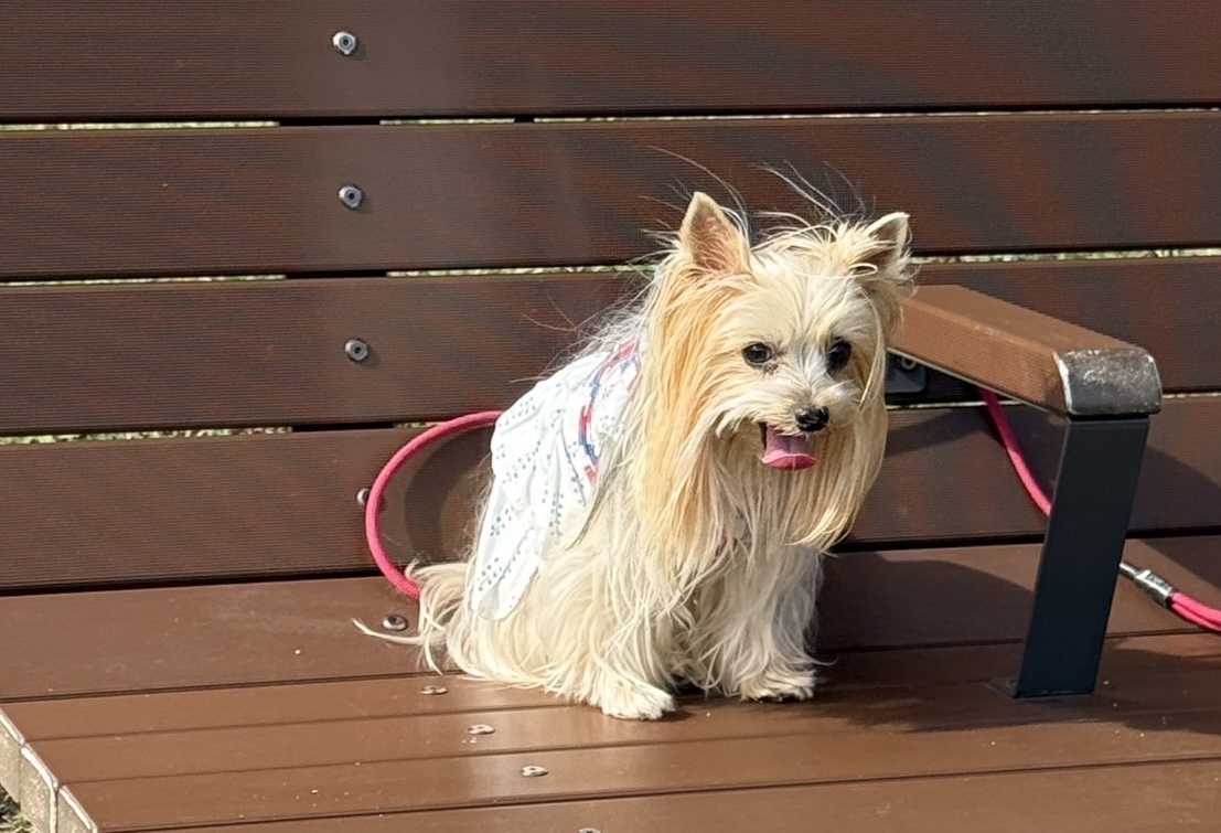 ヨーキーモアナ (+広島駅迄ちょっと遠かったです、しろやま公園、原爆ドーム) | ヨーキーモアナ 地域猫クロちゃんの茅ヶ崎生活 - 楽天ブログ