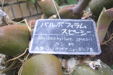 バンブ－ハウス沖縄 第36回沖縄国際洋蘭博覧会 149 鉢物部門 バルボフィラム属 Bulbophyllum (Bulb.) spiesii ...