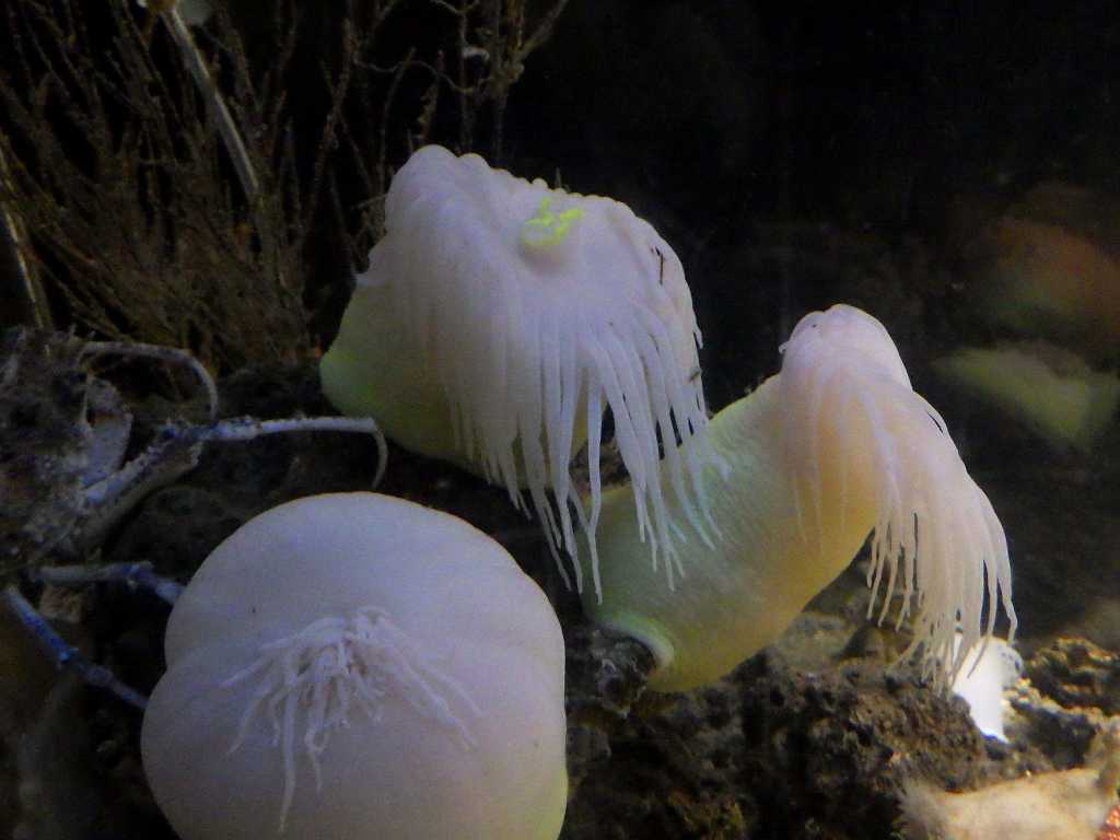 串本磯採集2019年3月下旬：やっぱりInvertebrata | 海水魚が好き！ - 楽天ブログ