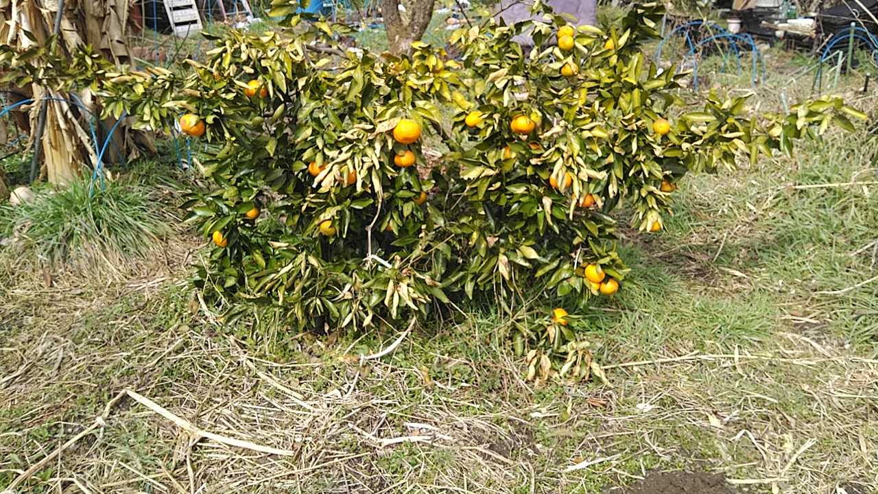 スキゾ逃農記 至善農園精舎 知足 離欲 精進編 | junbenのブログ - 楽天ブログ