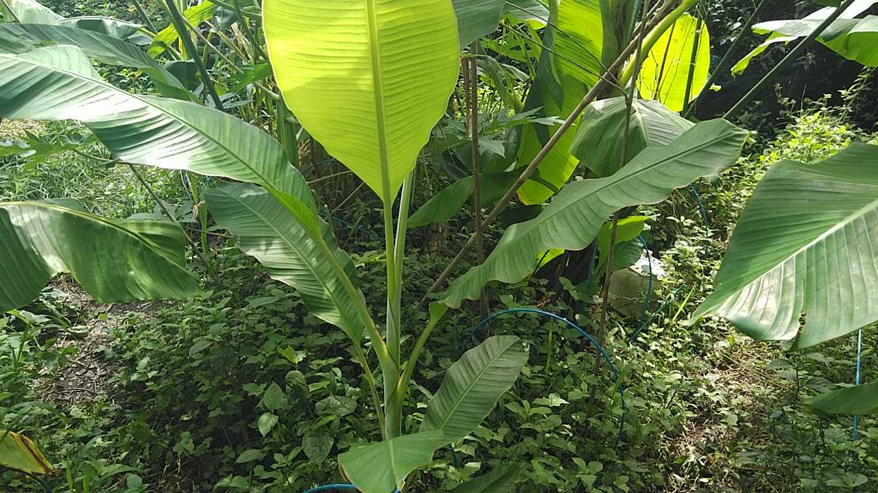 スキゾ逃農記 至善農園精舎 知足 離欲 精進編 | junbenのブログ - 楽天ブログ