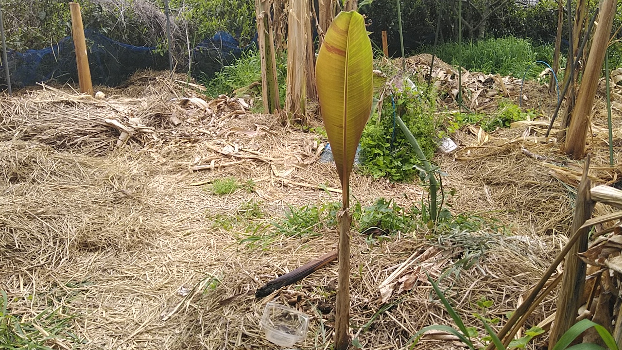 スキゾ逃農記 至善農園精舎 知足 離欲 精進編 | junbenのブログ - 楽天ブログ
