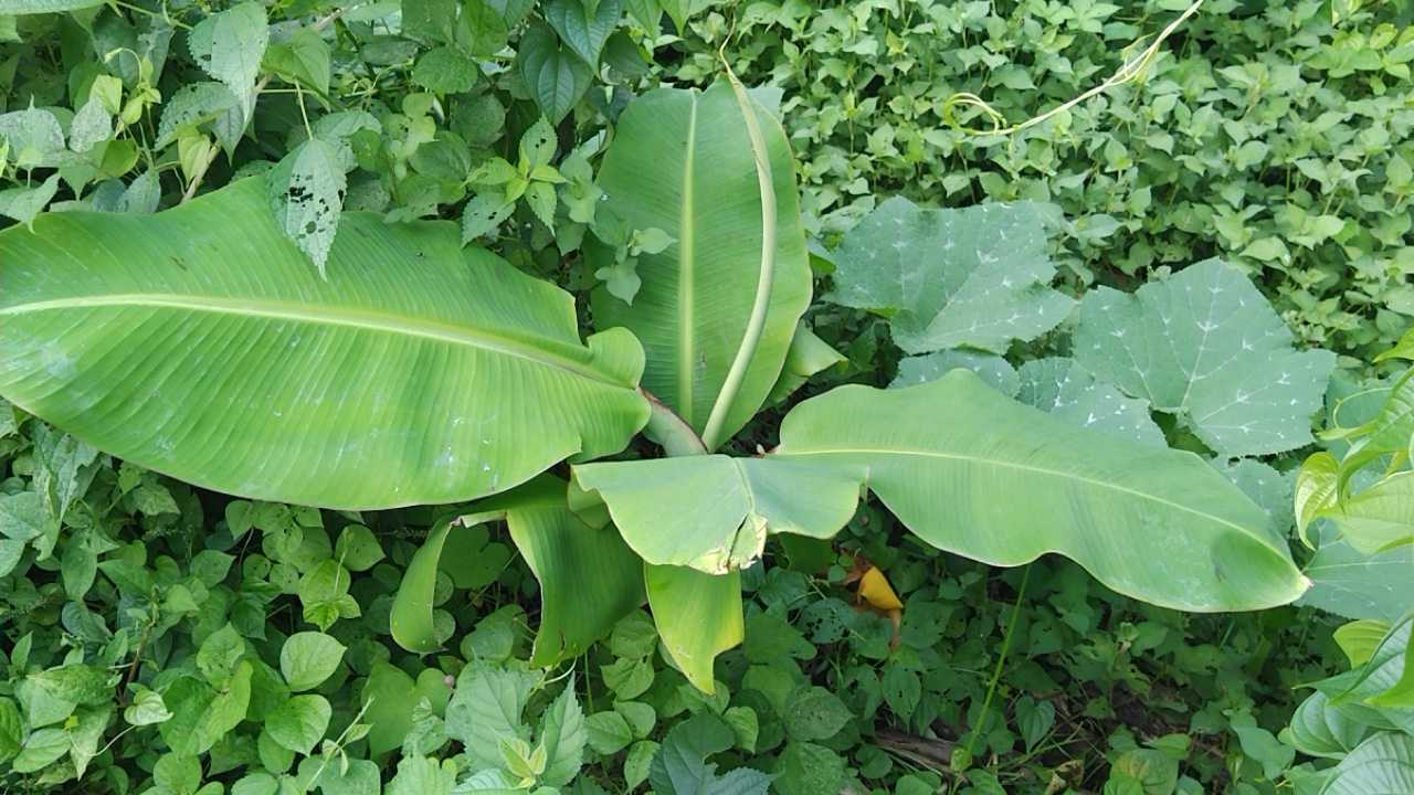 スキゾ逃農記 至善農園精舎 知足 離欲 精進編 | junbenのブログ - 楽天ブログ