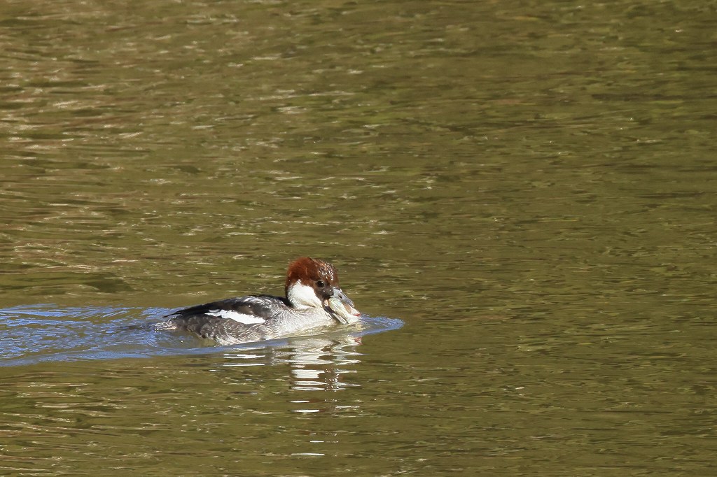ミコアイサのエサ捕り | ブログ タゲリの部屋 ホームページもあります https://birder-tageri.com - 楽天ブログ