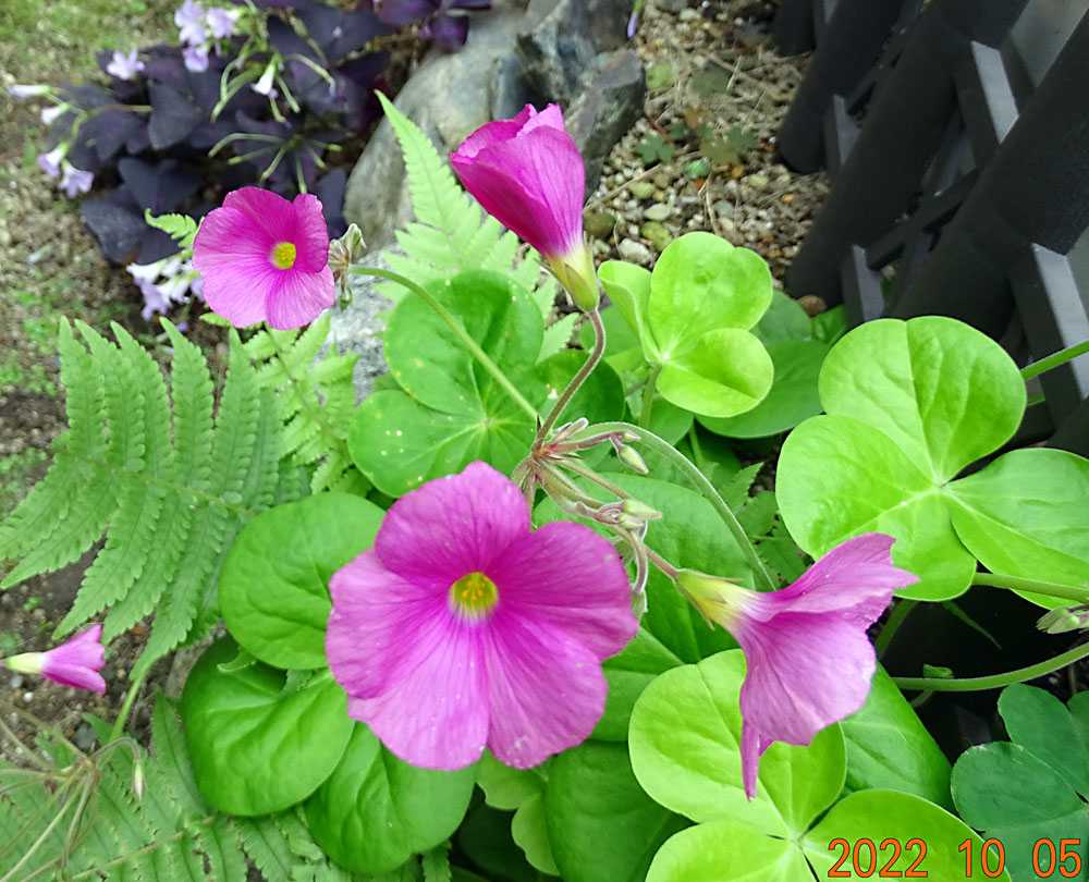 私の出番 | tominopage - 楽天ブログ