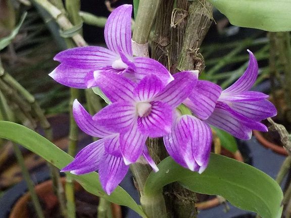 Mxdm.ゼロフィティカム、Den.クニコ、B.ノドサ‘スーザン・フュークス’ | ラン好きのページ - 楽天ブログ