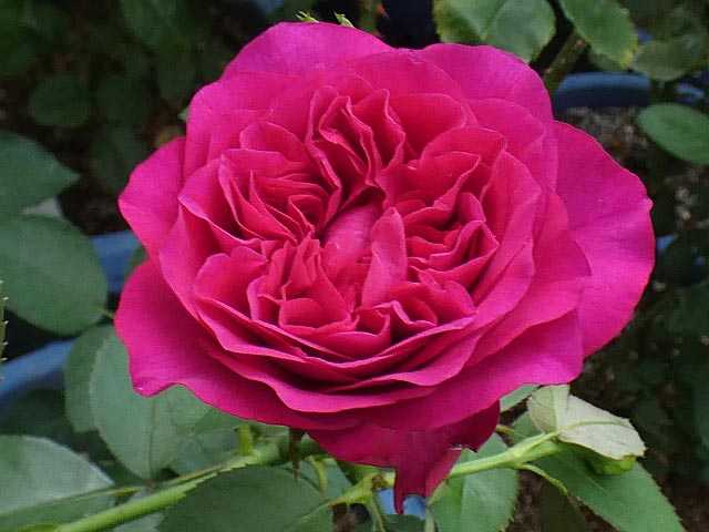 超強香な「オーブ」、ギイドウモーパッサン、ER2品種、和バラ4品種＠アンジェラの強い仮剪定 | バラの美と香りを求めて - 楽天ブログ