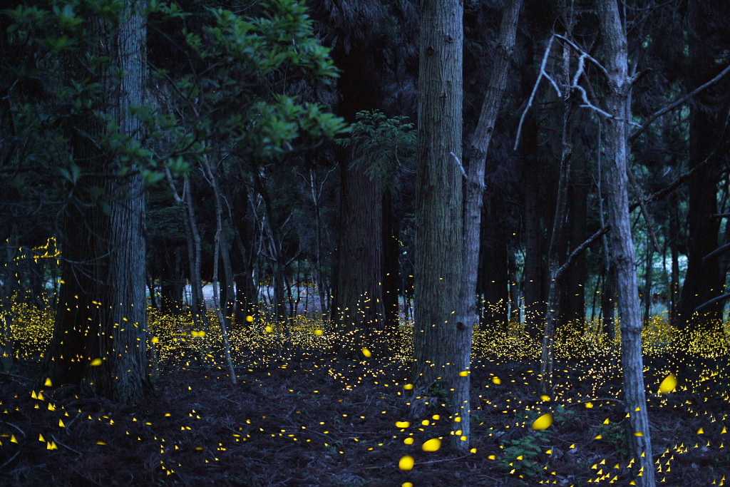 岡山県 ヒメボタル 6 アニメ風動画VTRがあります | てっちゃんのフォトだよりでーブログ - 楽天ブログ